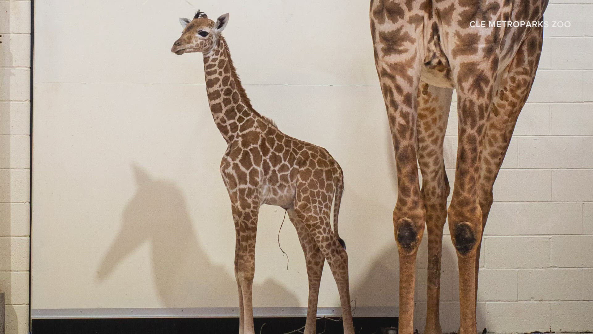 Cleveland zoo welcomes newborn giraffe; father from Toledo Zoo | wtol.com