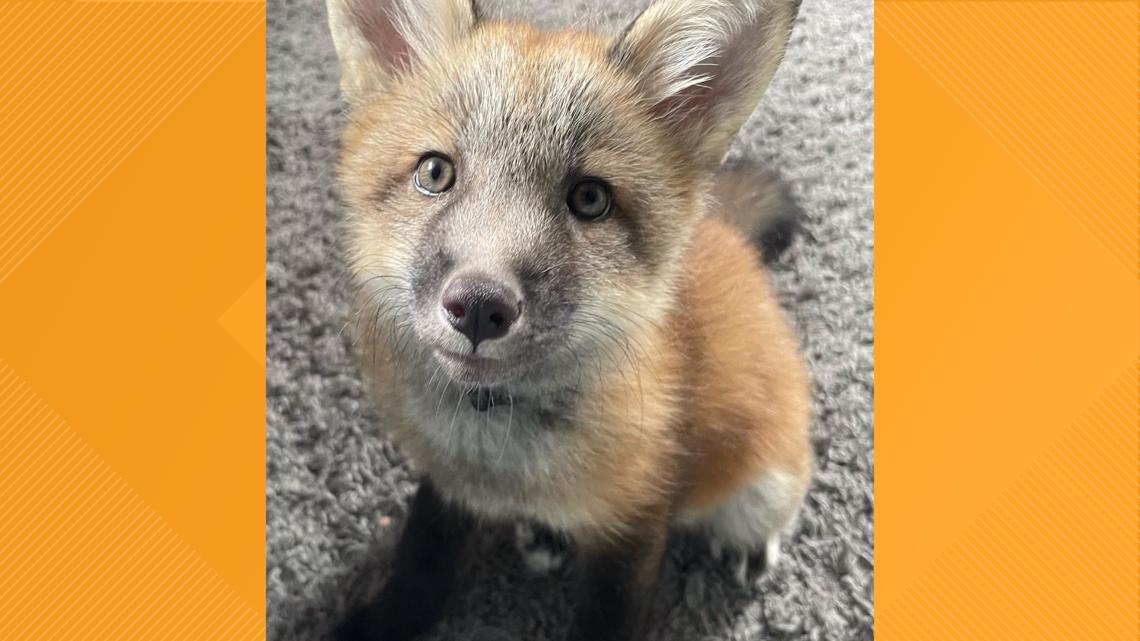 Medina fox named Stinky up for America's Favorite Pet | wtol.com