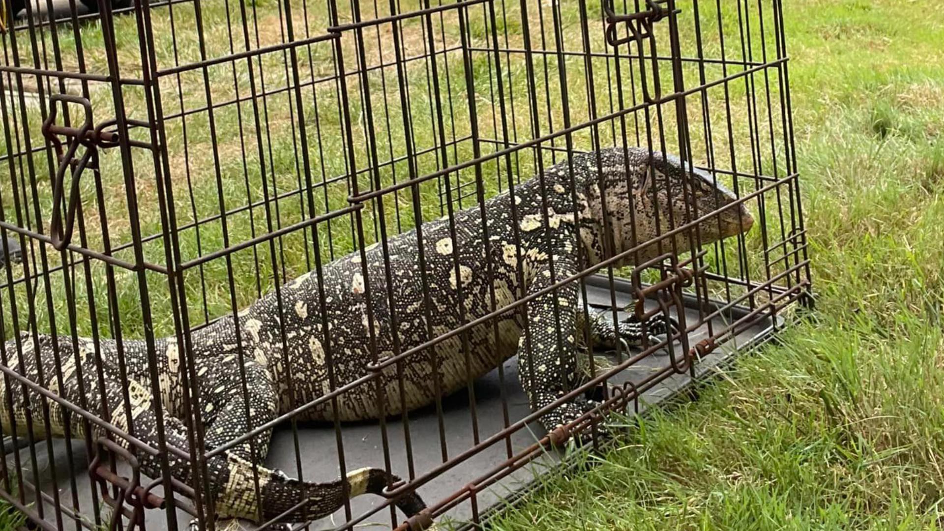 Willoughby police catch reptile in man's backyard | wtol.com