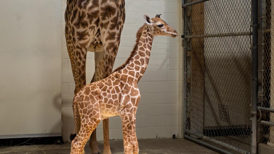Cleveland zoo welcomes newborn giraffe; father from Toledo Zoo | wtol.com