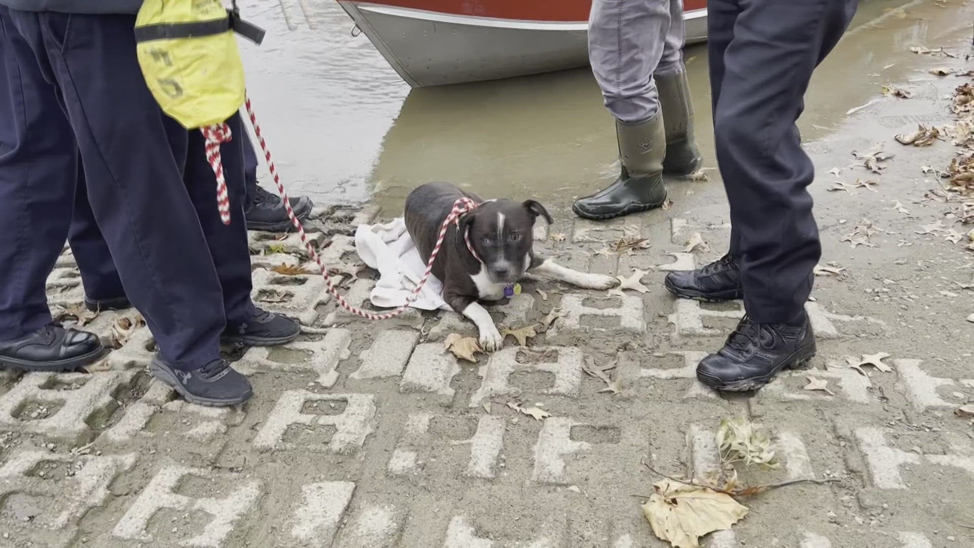 Photos, video show dog's rescue from river in Ohio | wtol.com
