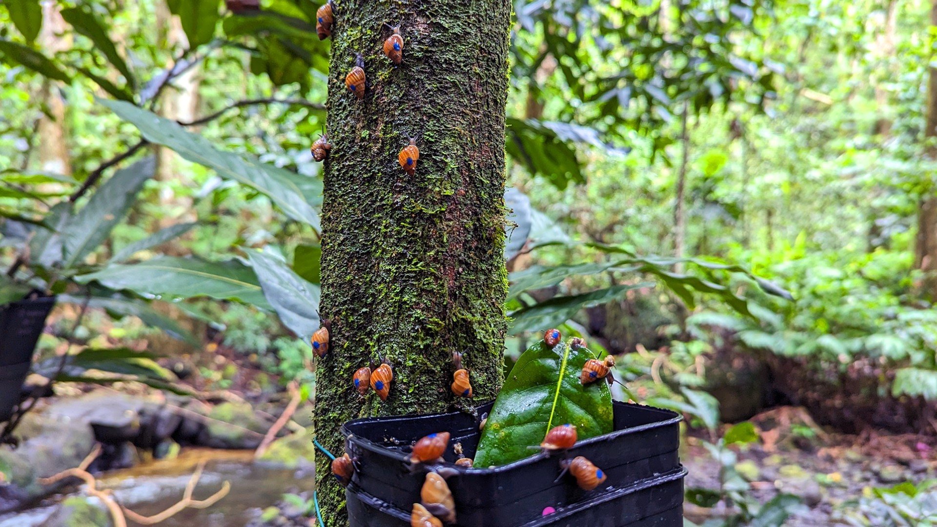 Akron Zoo helps reintroduce extinct snail species in Tahiti | wtol.com