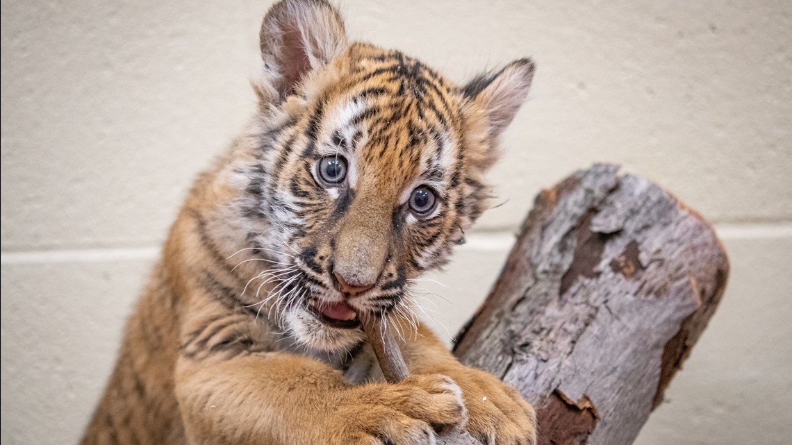 So cute! Cleveland Zoo welcomes Malayan tiger cub from Tulsa Zoo | wtol.com