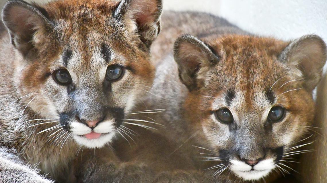 So cute! Akron Zoo to introduce mountain lions for first time | wtol.com