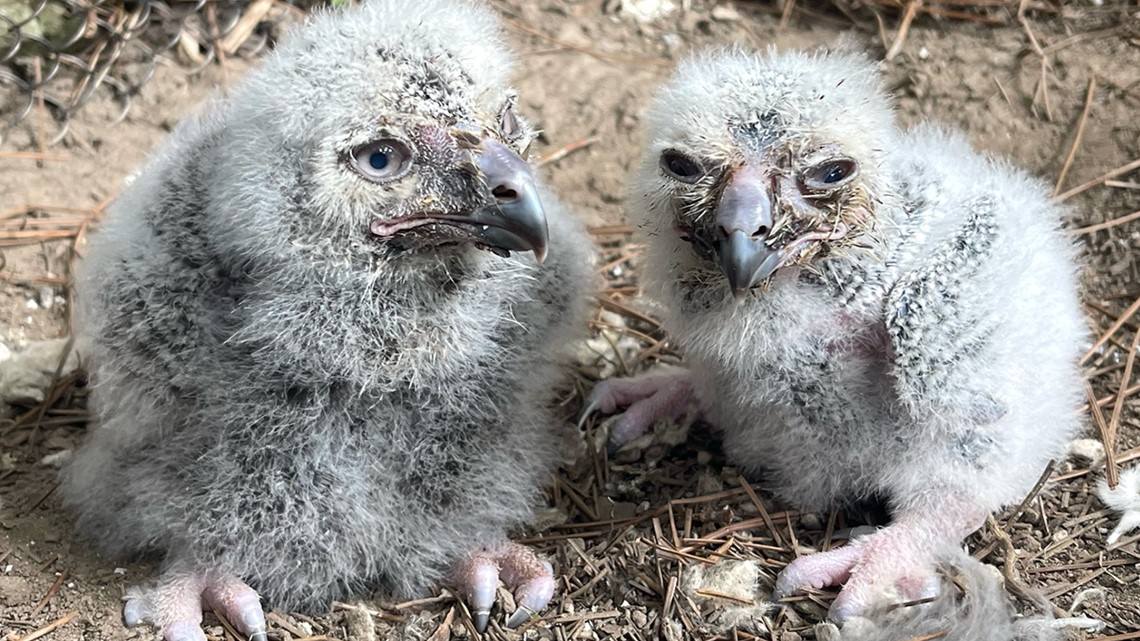 2 snowy owls born at Akron Zoo: See their first photo | wtol.com