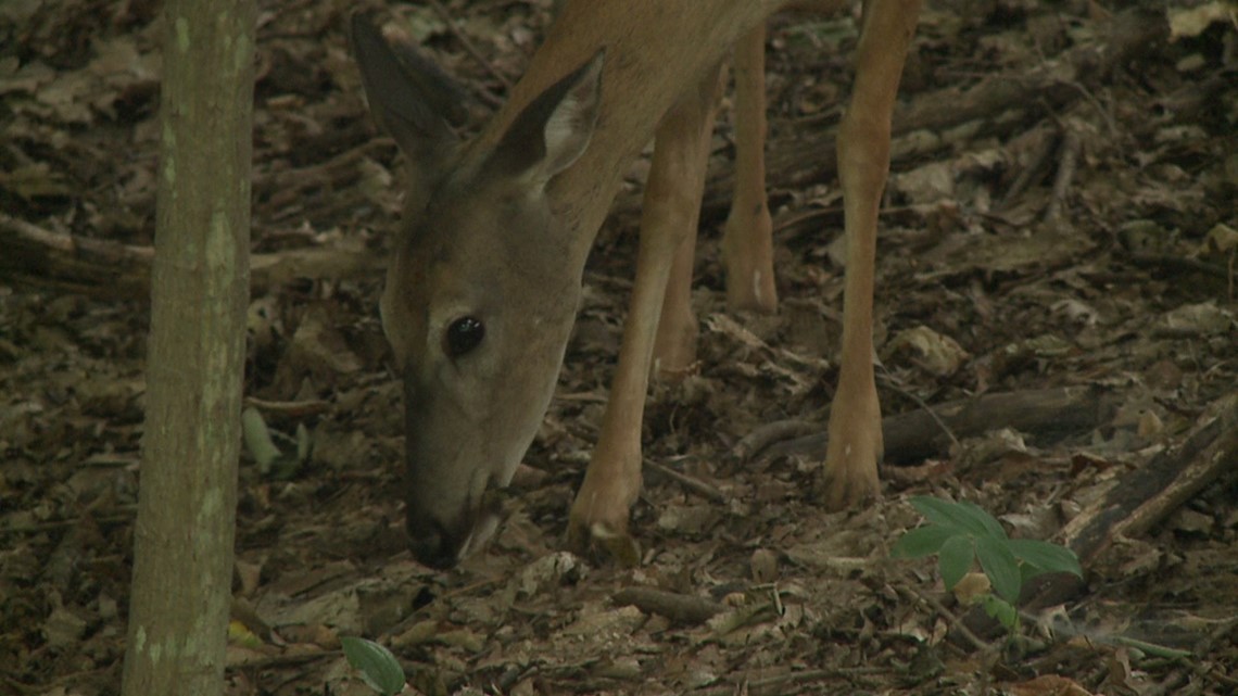 How to report sick deer to Ohio DNR | wtol.com