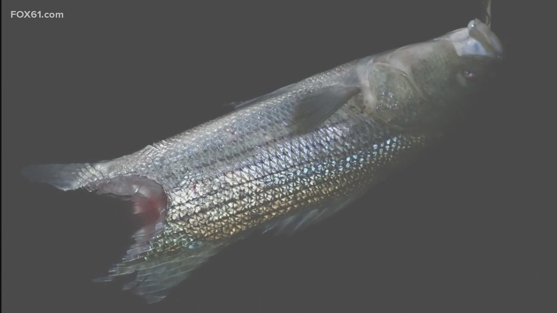 Fishers across America reeling in fish missing body in catch | wtol.com