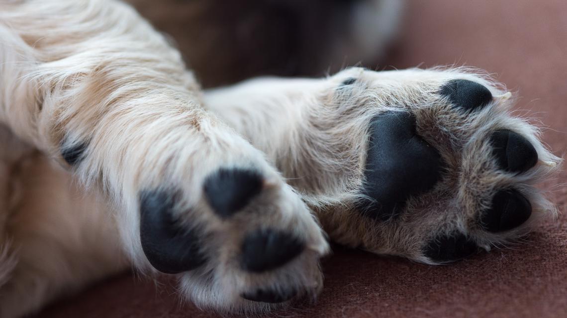 Pet fundraising event, 'Pup Up Bar', comes to Hollywood Casnio | wtol.com