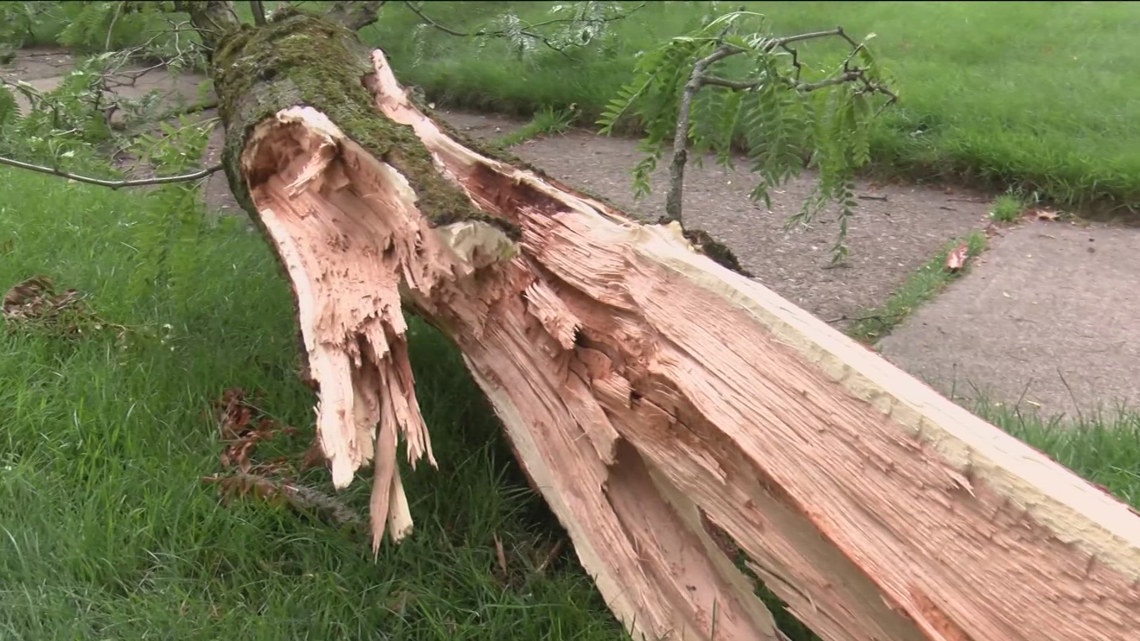Old Orchard couple says tree limbs on sidewalk are safety concern ...