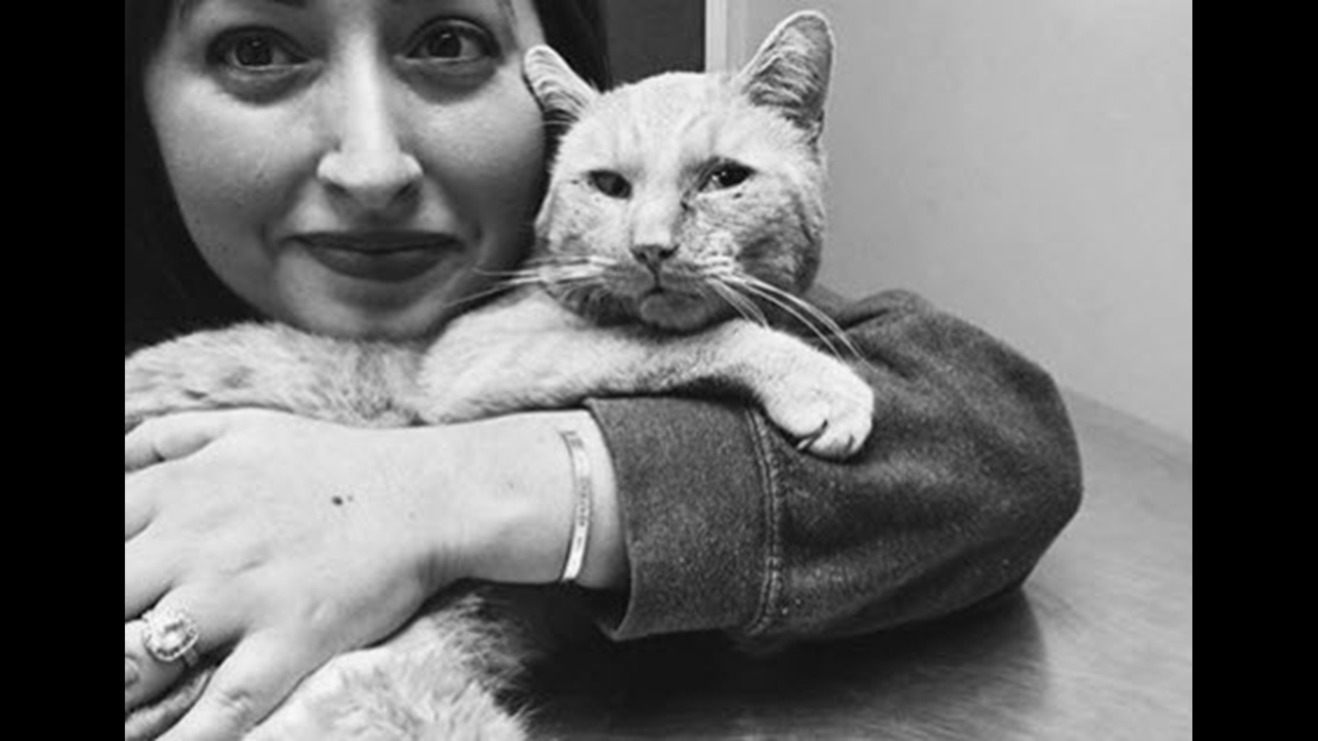 Cat in care of local organization after allegedly being beaten by teens ...