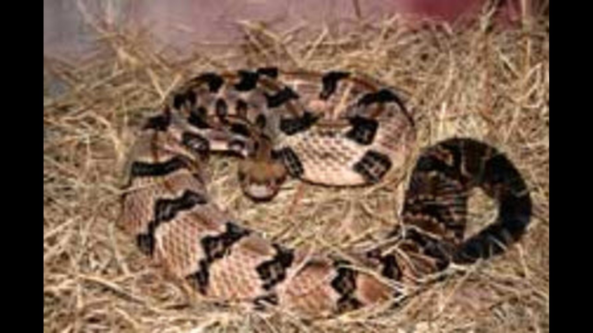 A guide to Ohio's snakes | wtol.com