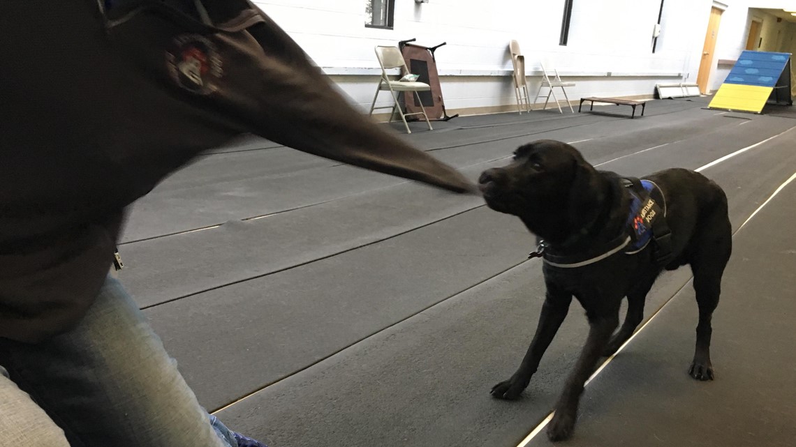 Local non-profit asking for help training service dogs, assisting ...