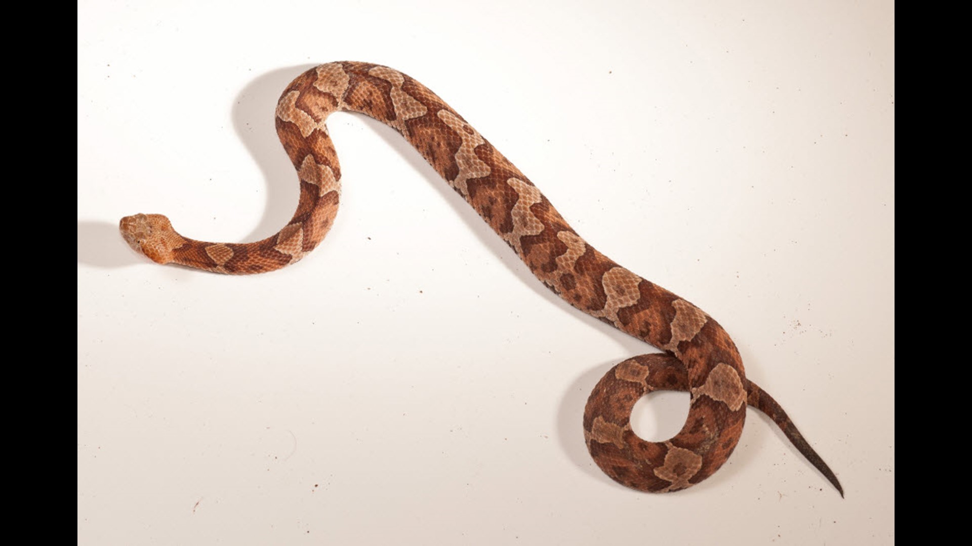 A guide to Ohio's snakes | wtol.com