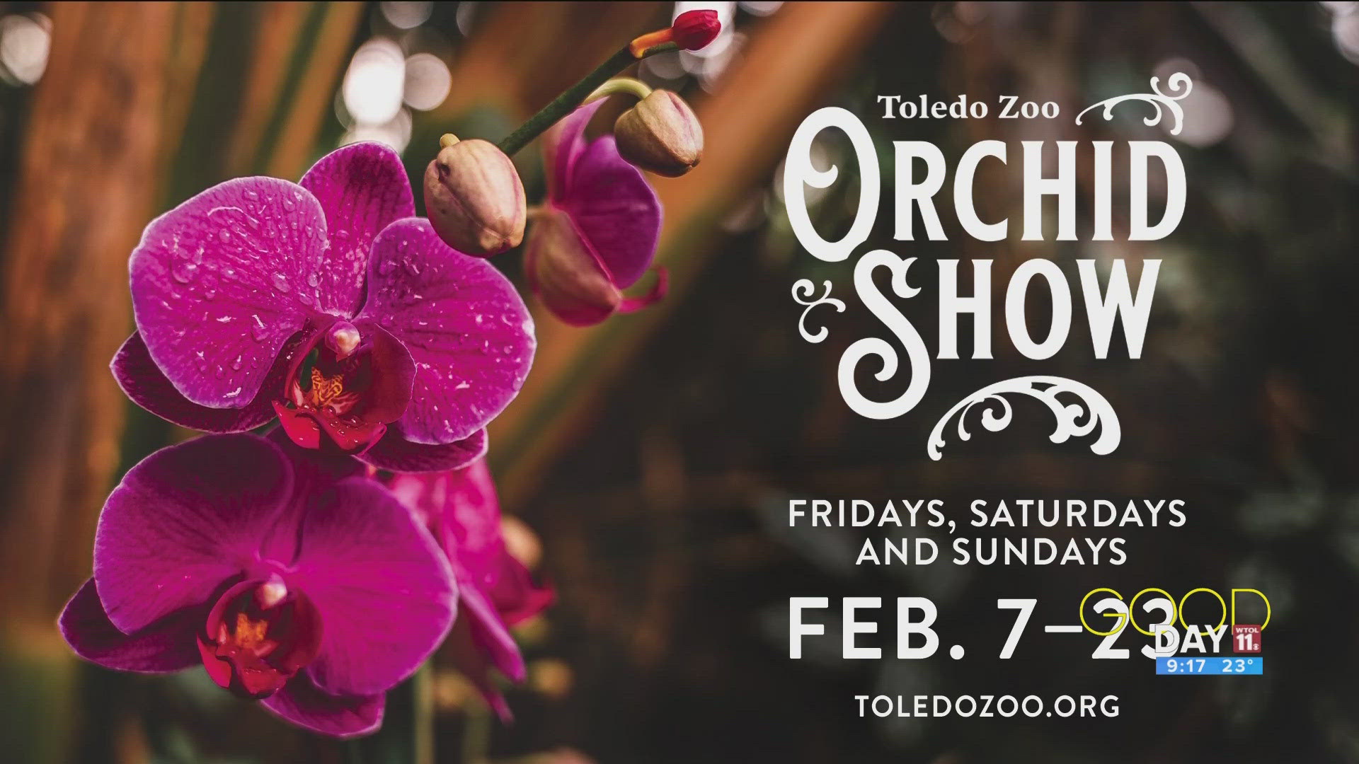 Stop to smell the flowers at the Toledo Zoo Orchid Show | Good Day on ...