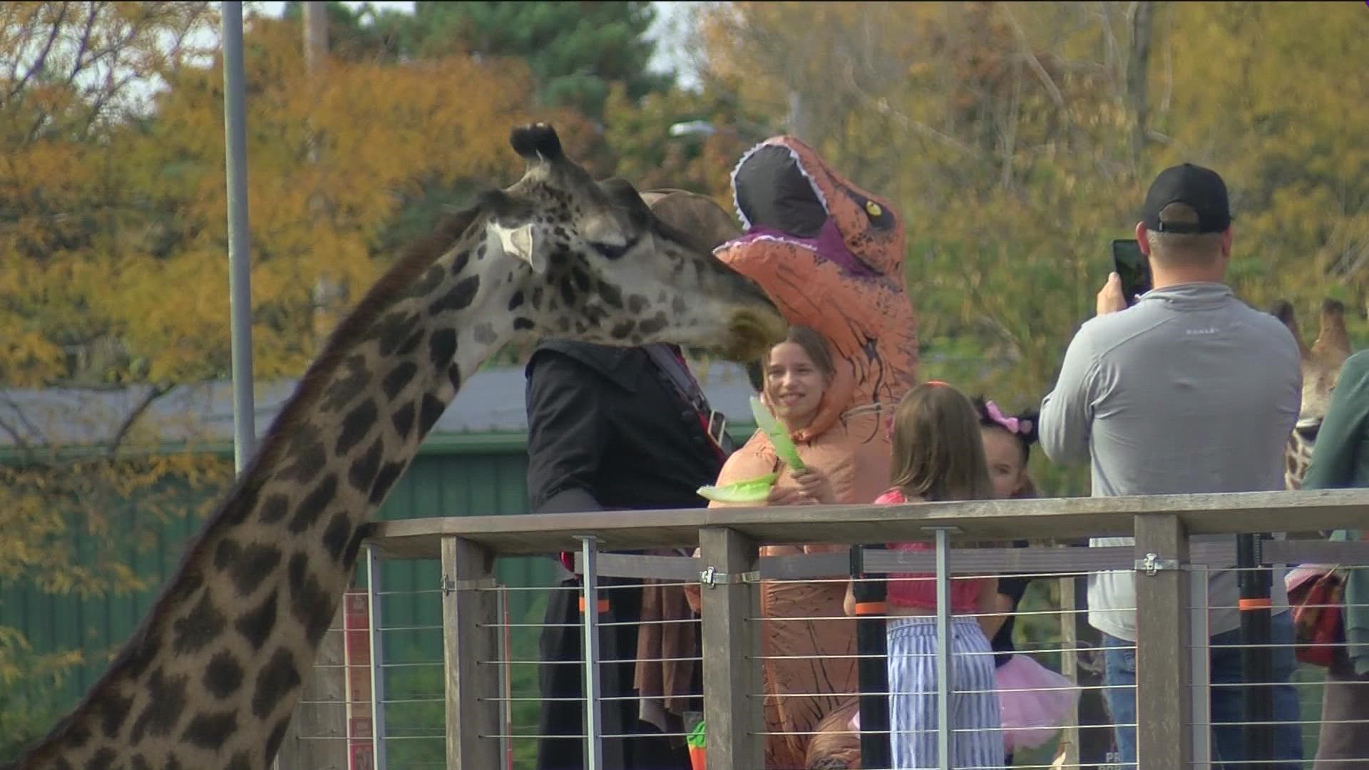 Toledo Zoo's Pumpkin Path draws crowds and creative costumes during ...