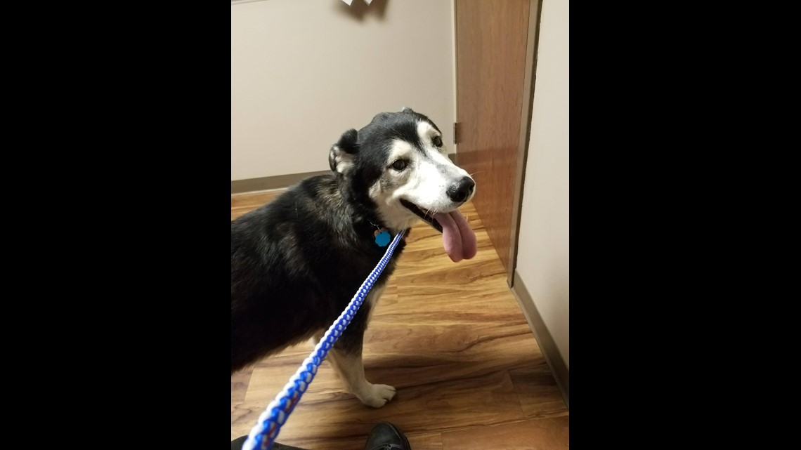 Lost dog returns home just in time for Thanksgiving | wtol.com