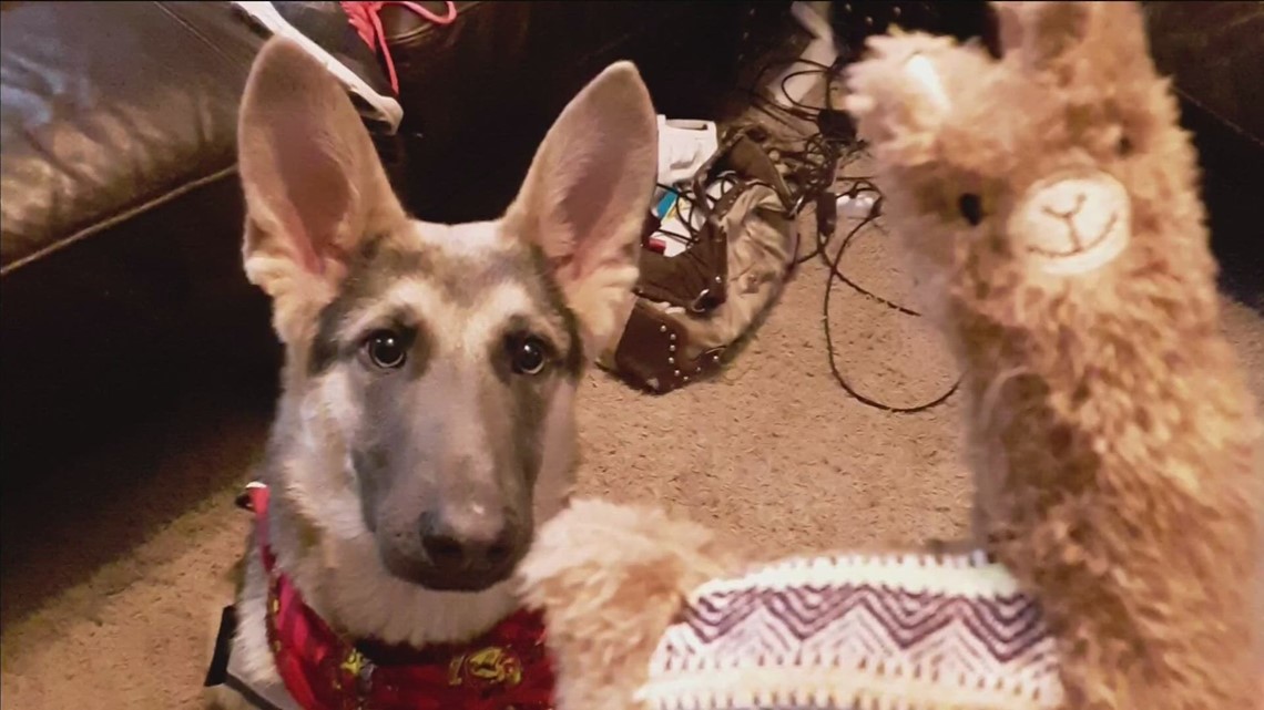 Findlay non-profit accused of fraud, providing untrained service dogs ...