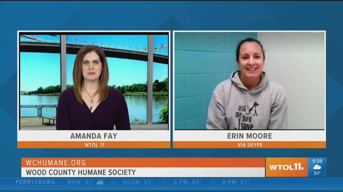 Adopt a pet from the Wood County Humane Society | wtol.com