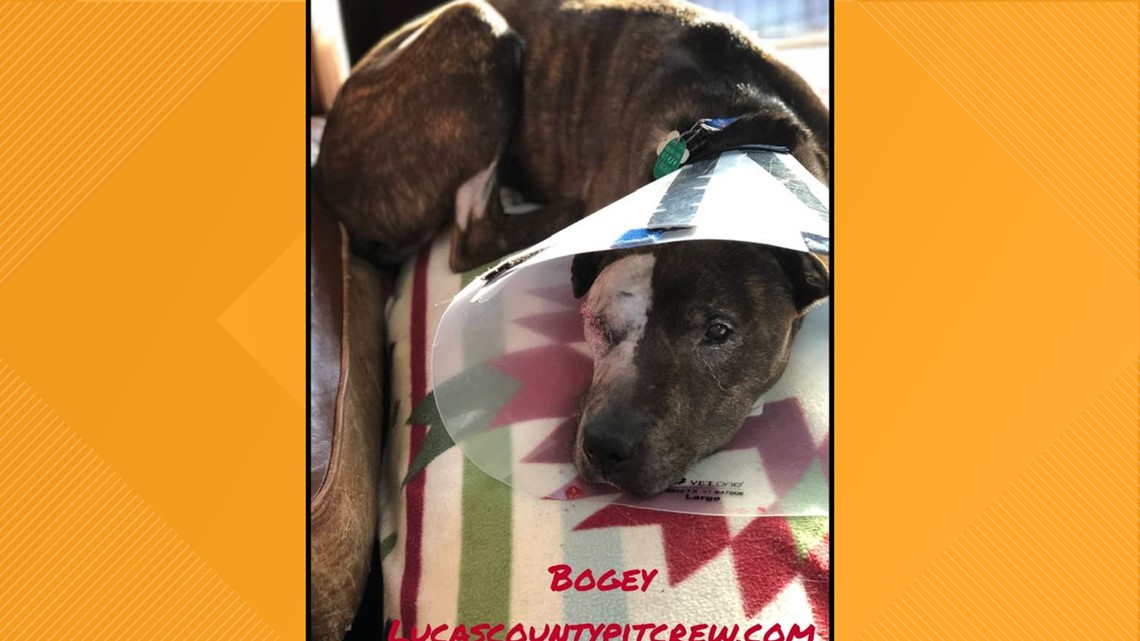 Severely abused dog, Bogey, showing signs of improvement after surgery ...