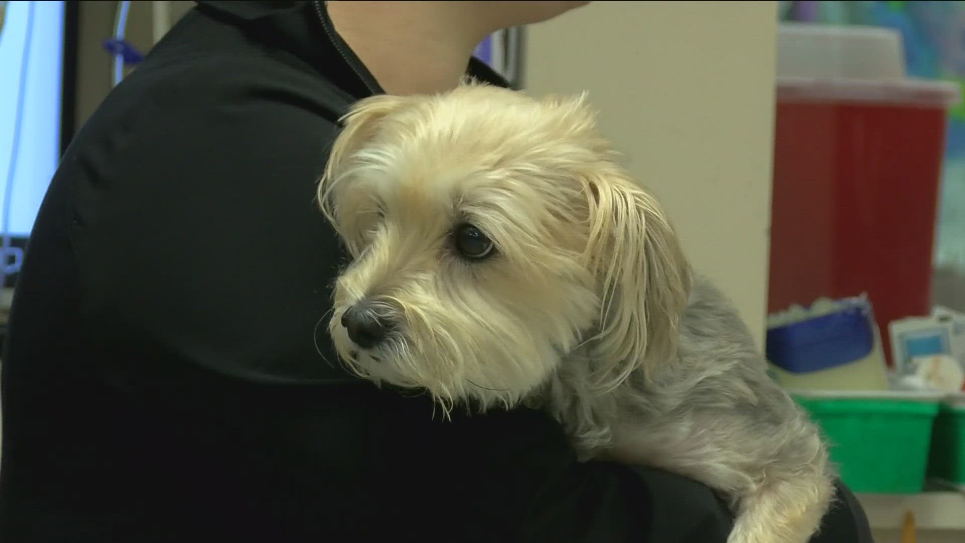Parvovirus cases rising in northwest Ohio, vets urging vaccination ...