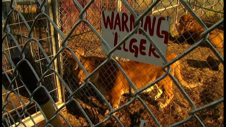 State: Exotic animal farm owner missed permit deadline, did not meet ...