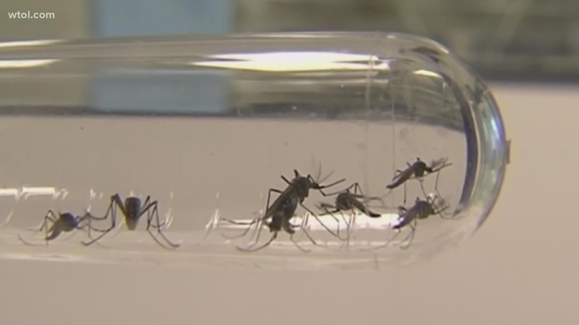 Mosquito pool tests positive in Wood County for West Nile virus | wtol.com
