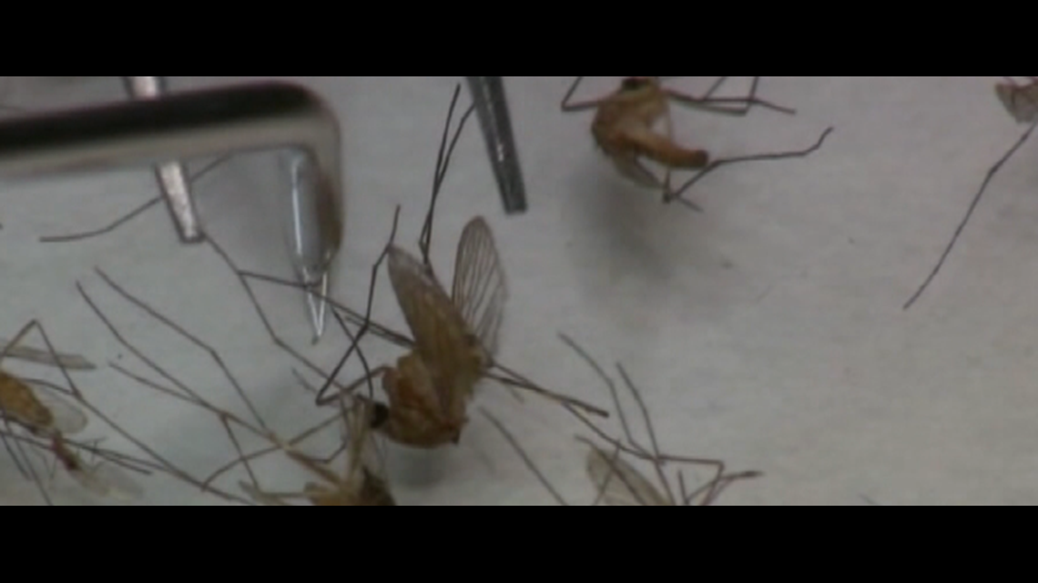 Bad mosquito forecast predicted due to rainy spring | wtol.com