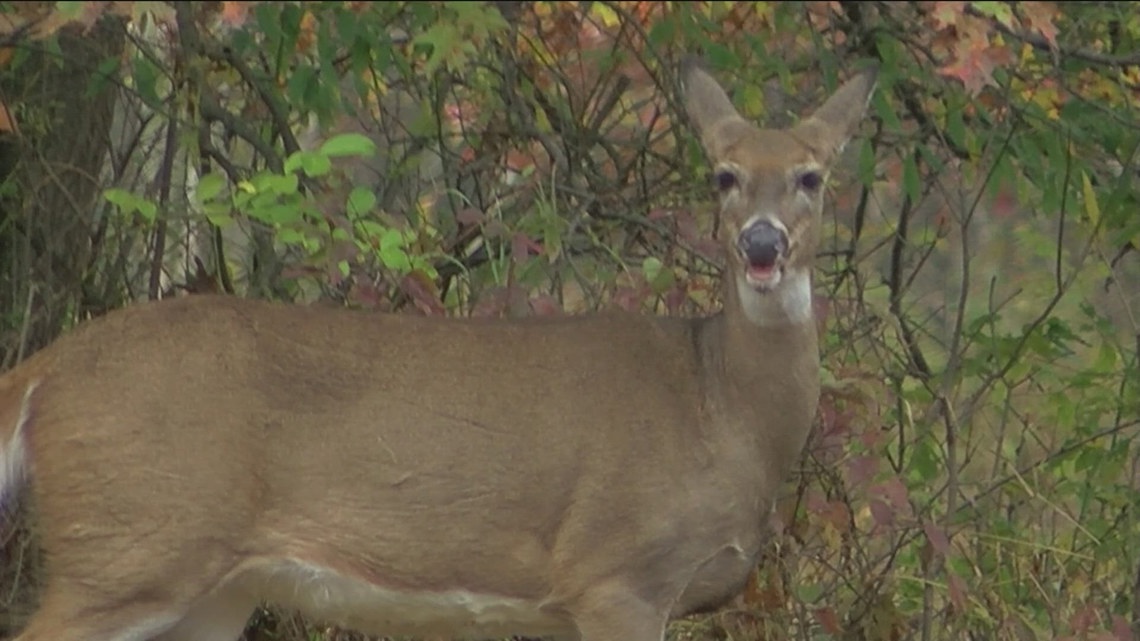 Wood County sees most deer crashes in November | wtol.com