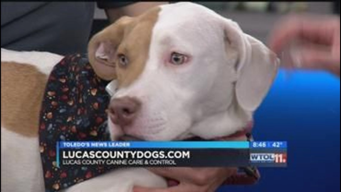 Lucas County Canine care and Control to have adoption specials | wtol.com