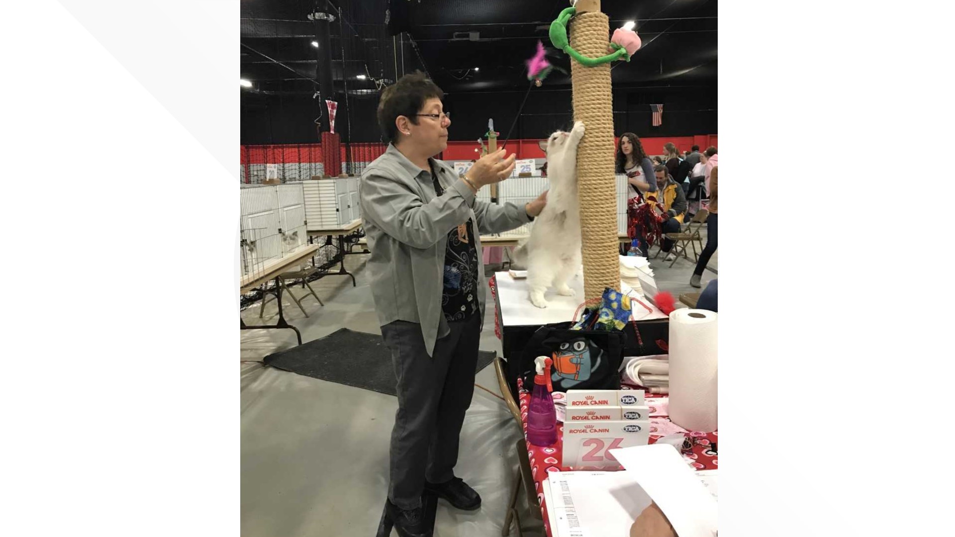 International Cat Show brings the world of cats to your own backyard ...