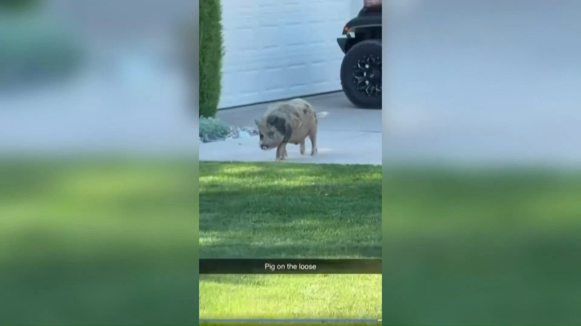 Sylvania township police find wandering pig, want to help it get "all ...