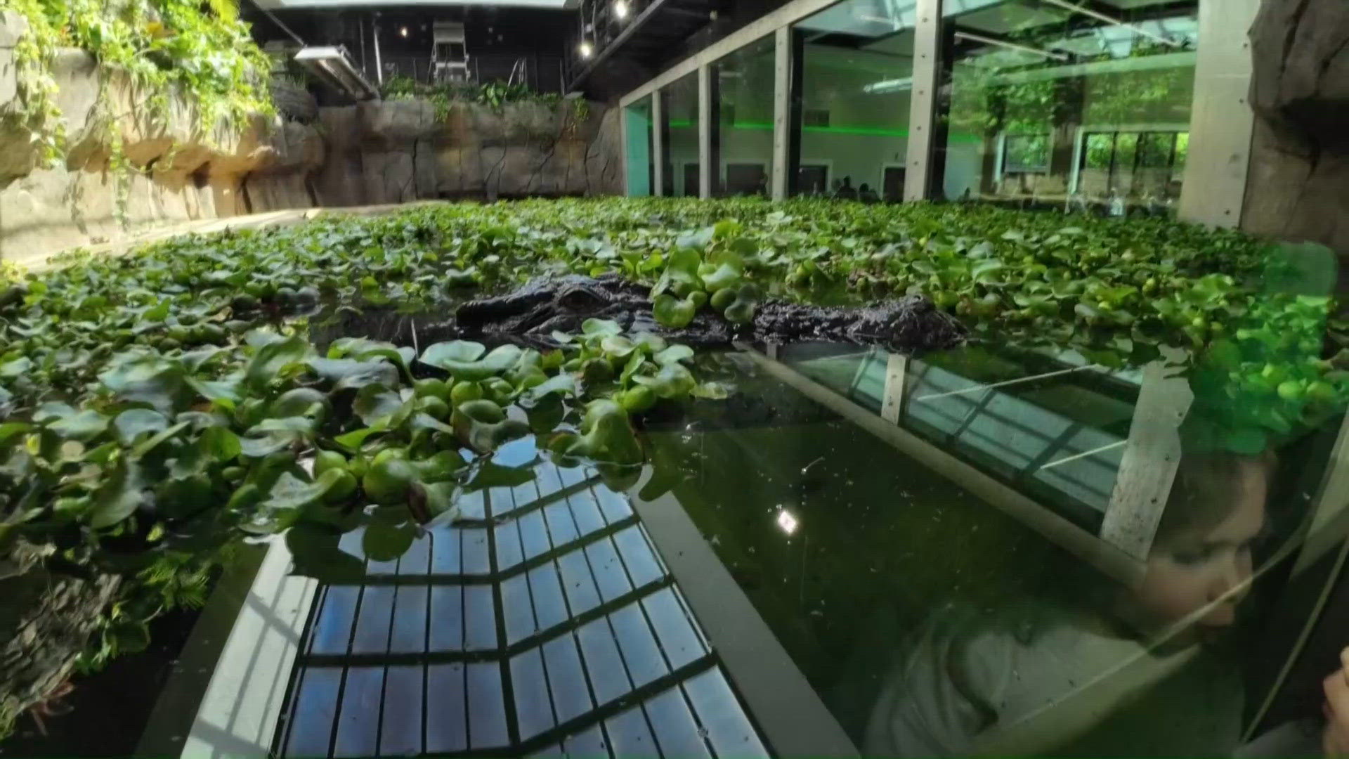 First look: Renovated Reptile House at the Toledo Zoo reopening Friday ...