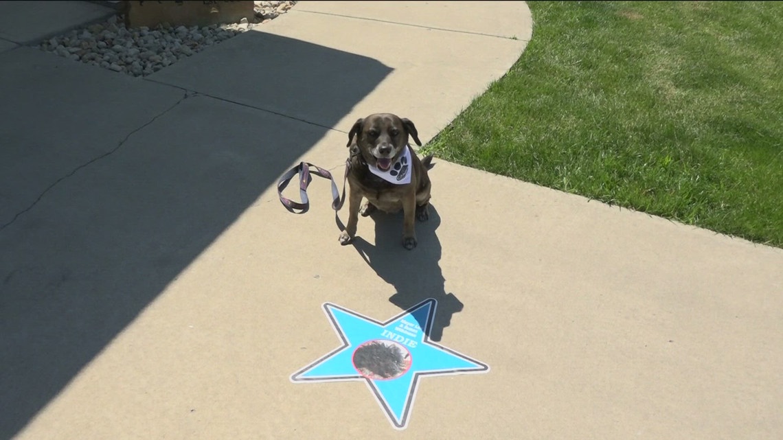 Pet Walk of Fame supporting Humane Society of Seneca County | wtol.com