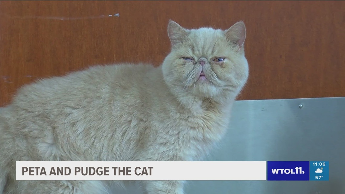 Pudge the Cat's presence in locker room sparks debate at BGSU | wtol.com