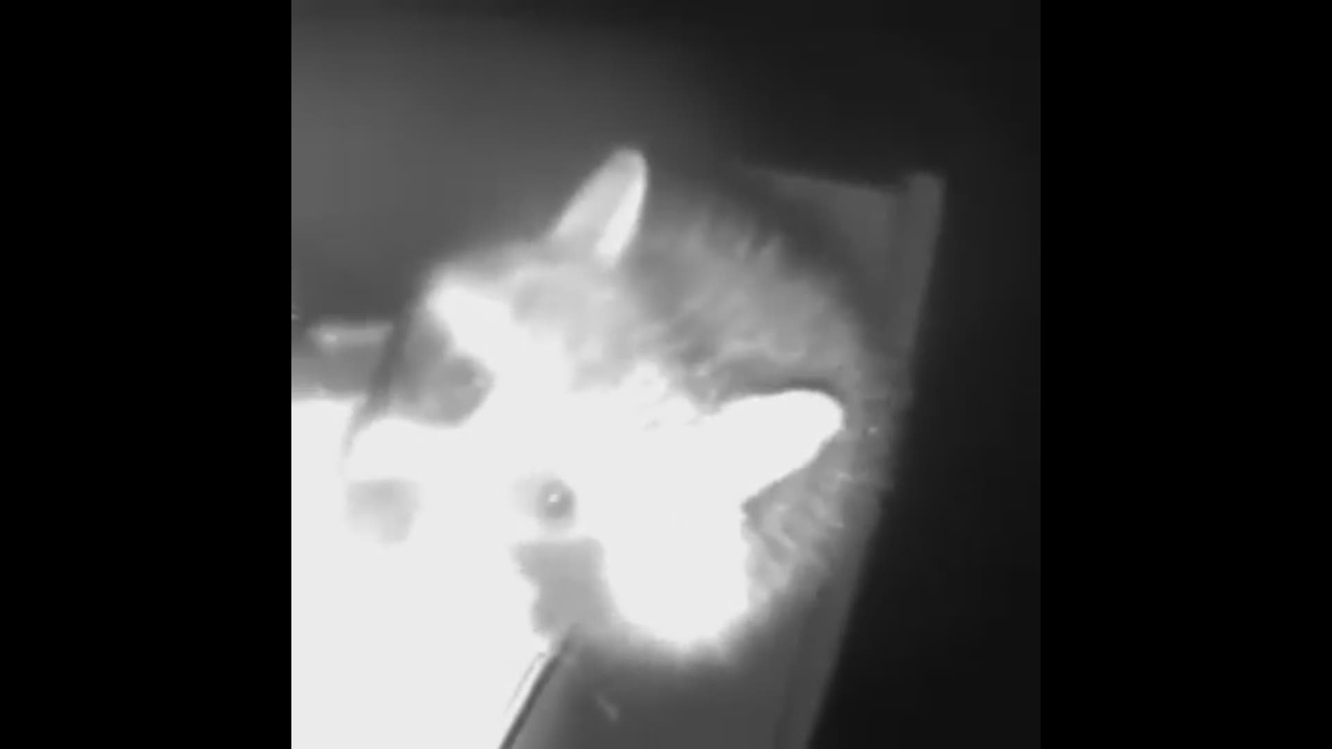 TPD shares adorable raccoon video reminder to lock doors night | wtol.com