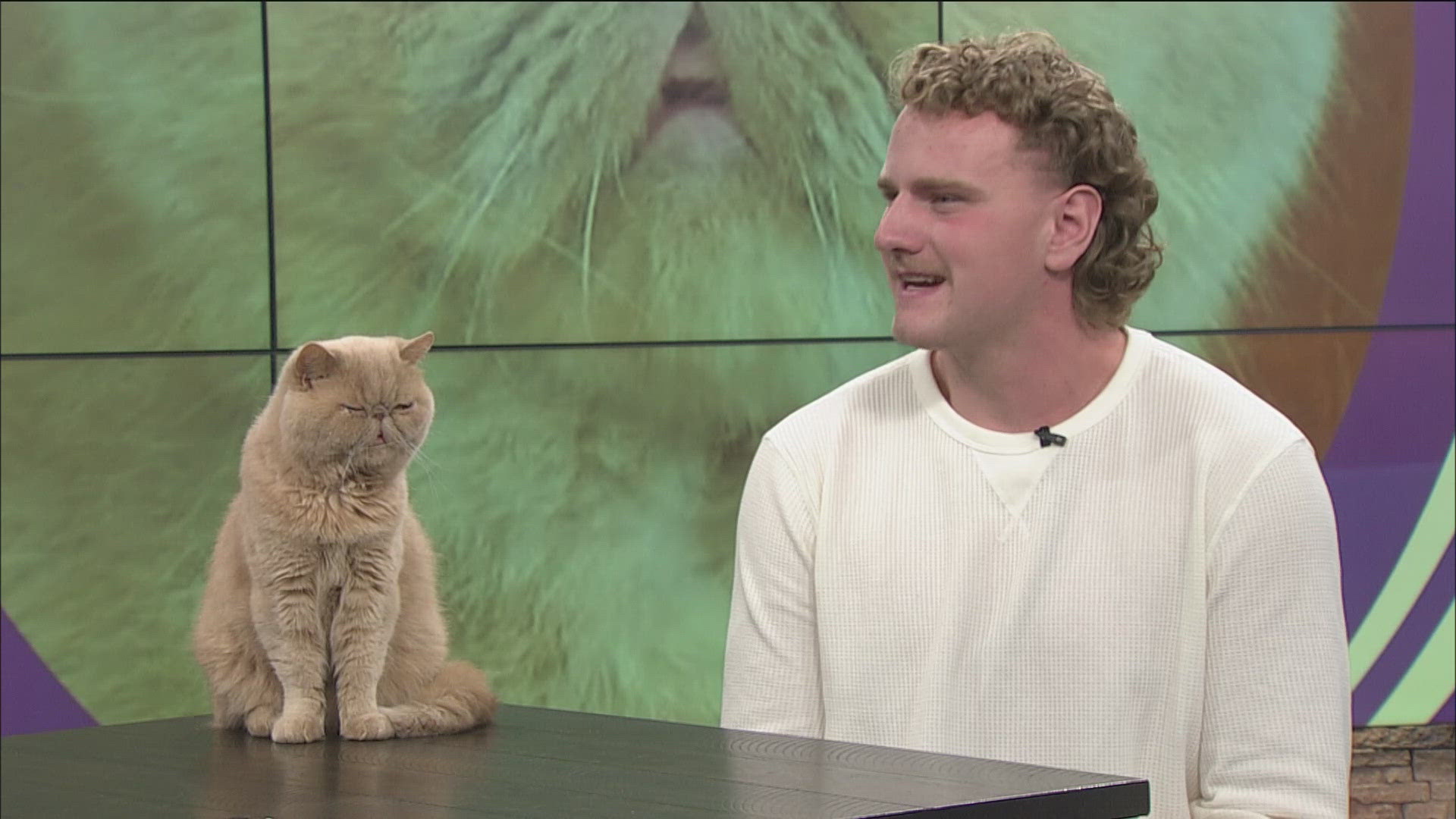 'He loves the attention': The fame behind Pudge the cat at BGSU | wtol.com