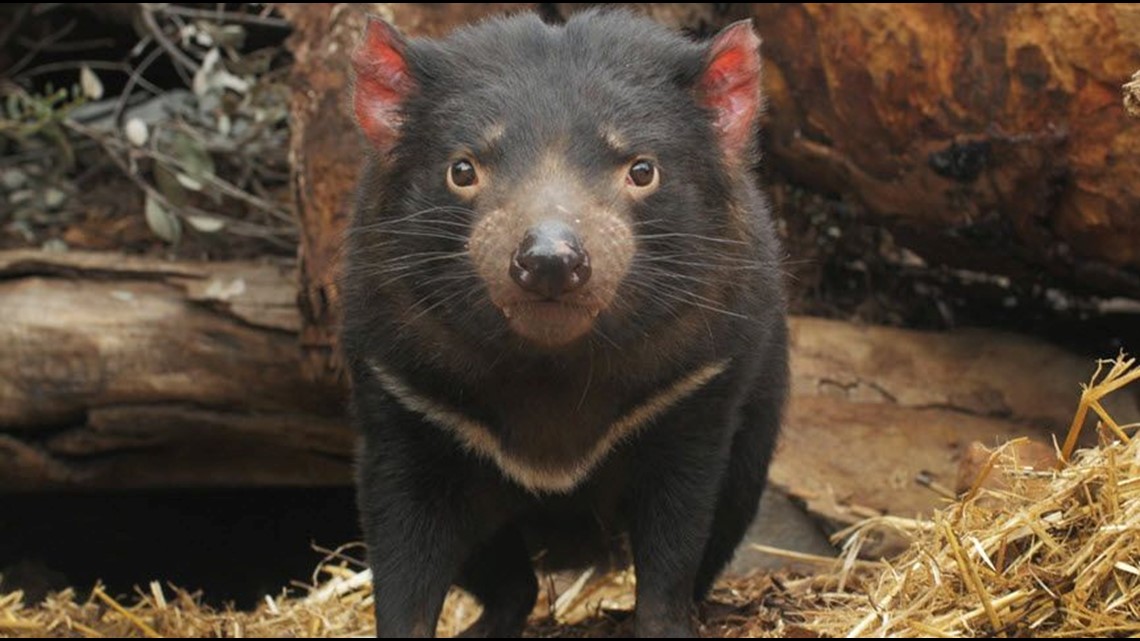 Toledo Zoo to the rescue | wtol.com