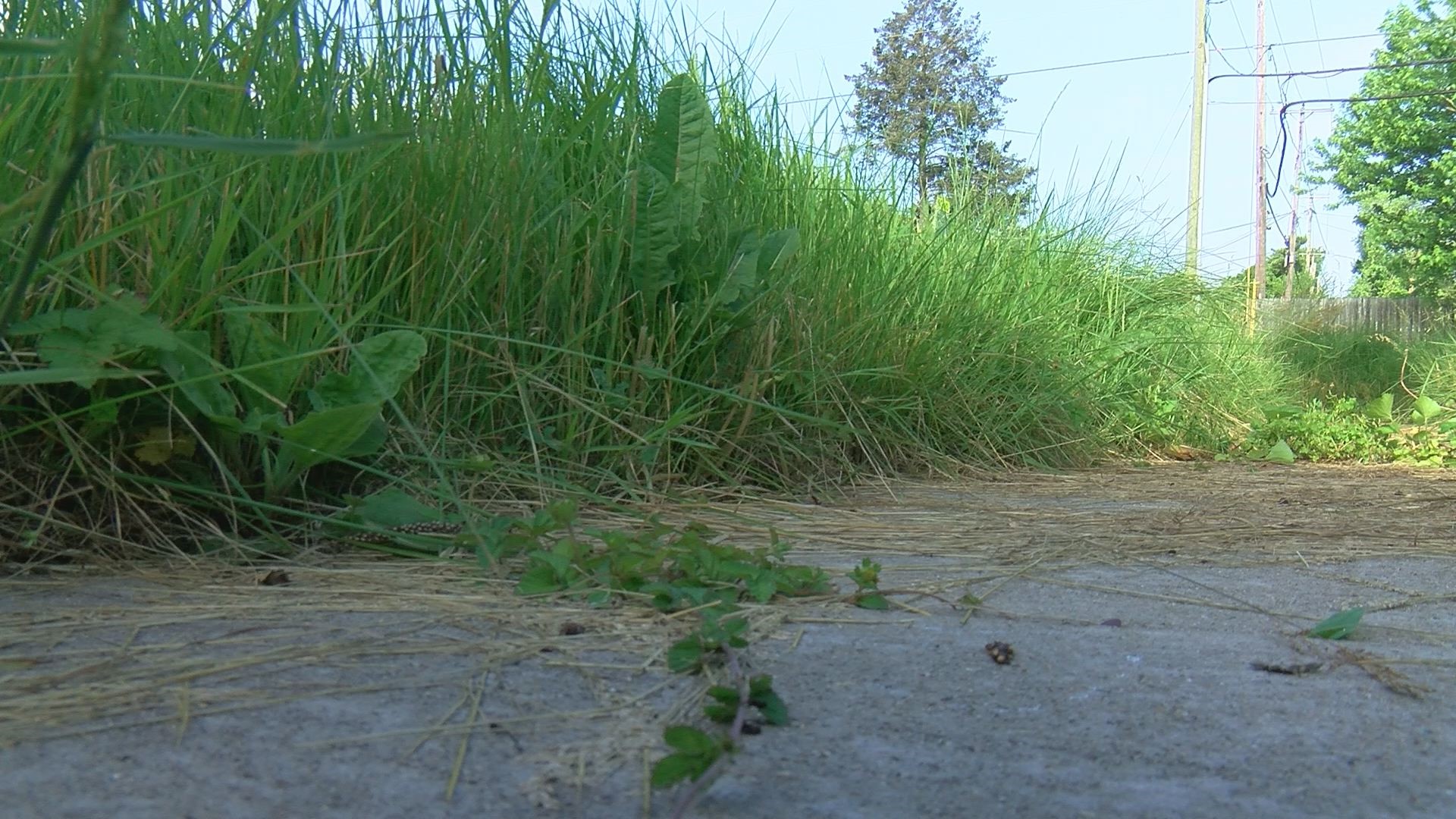 Call 11 for Action: City promises maintenance after neighbors complain ...