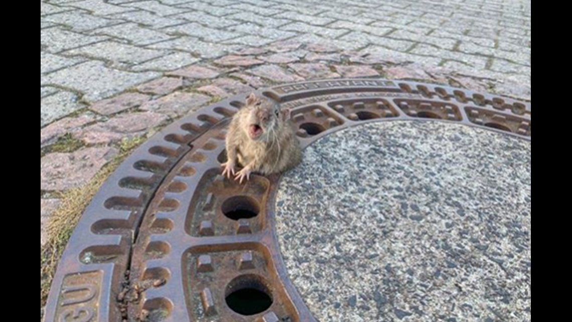 ‘Heeeeelp meeee. I’m stuck!’ | Fat rat rescued after getting stuck in ...