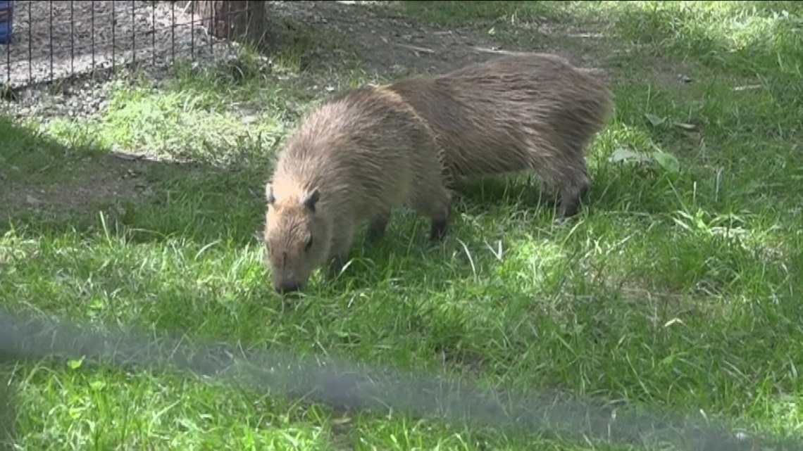 Close encounters of the capybara kind: African Safari Wildlife Park ...