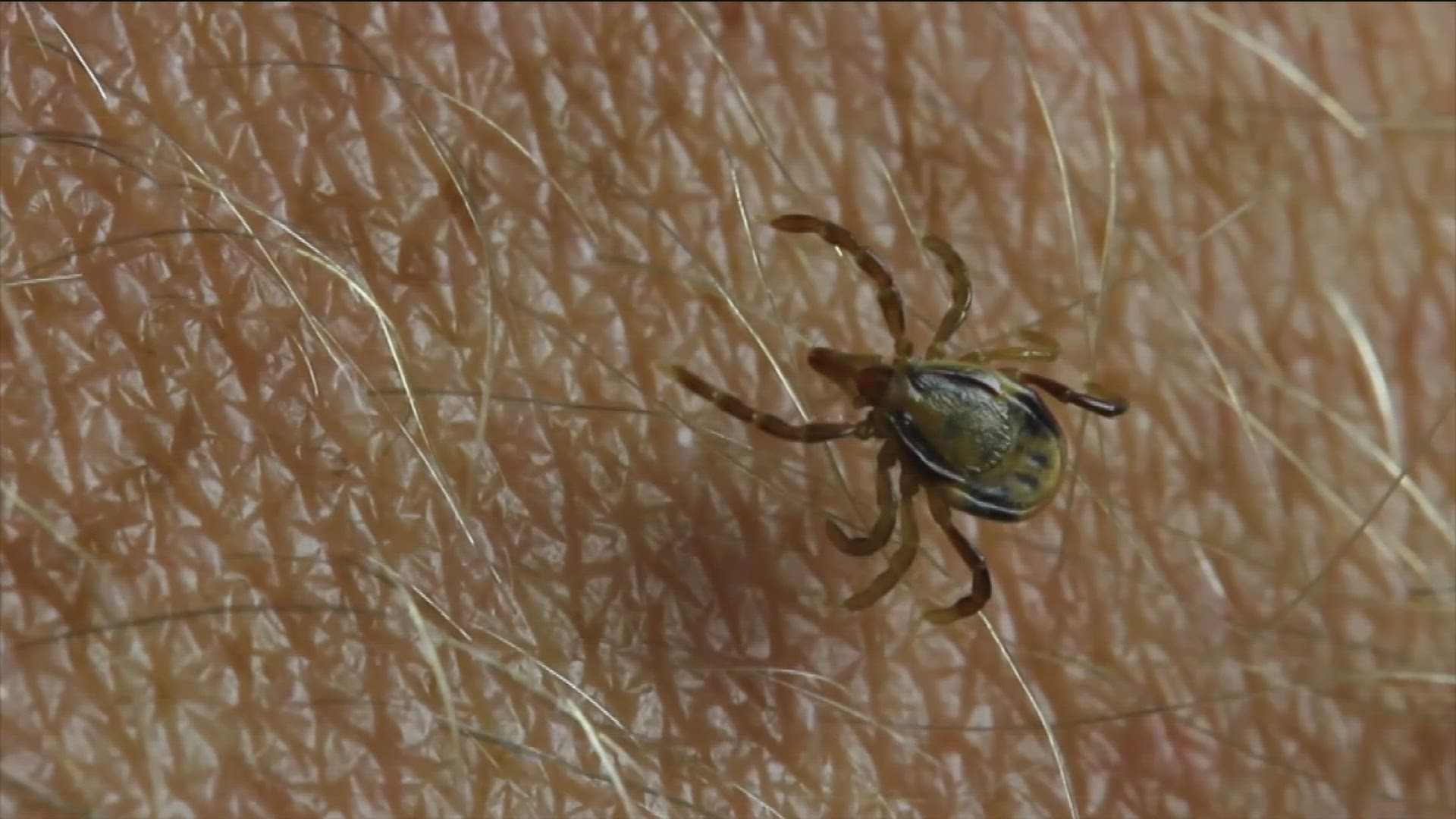 How to be tick smart this summer | wtol.com