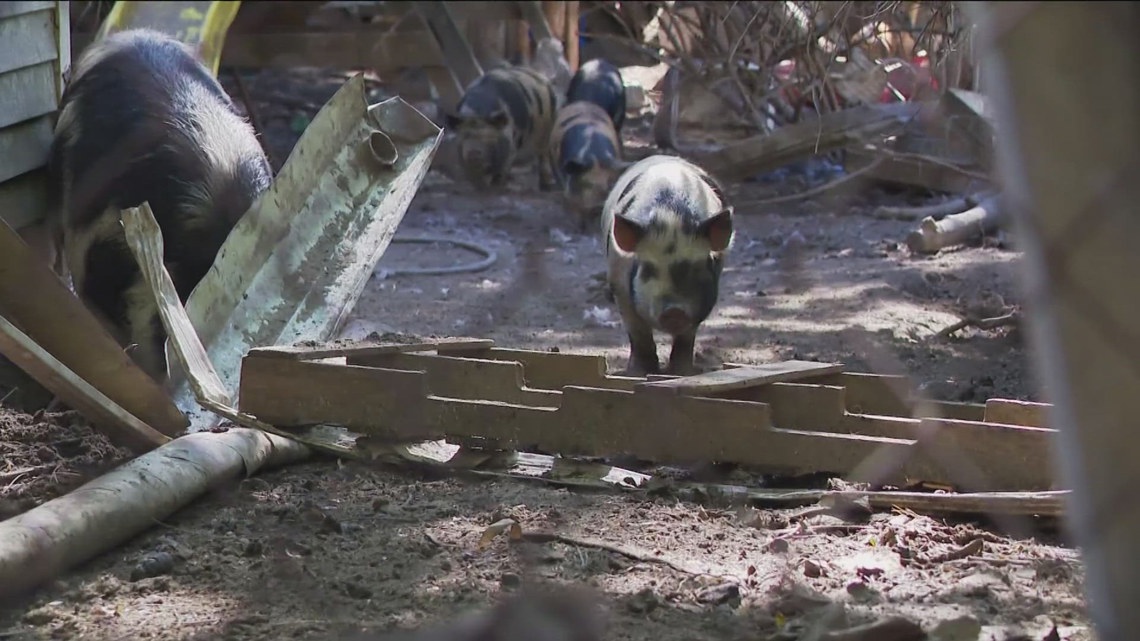 Pigs on parade in west Toledo: Neighbors, pig parents, officials weigh ...