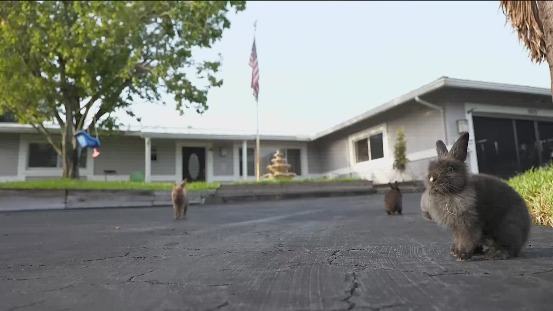 Florida neighborhood hopping with invasive lionhead rabbits | wtol.com