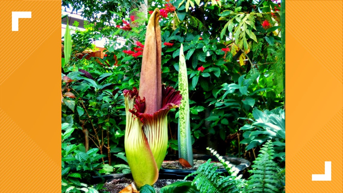 Cleveland zoo awaits bloom of smelly corpse flower | wtol.com