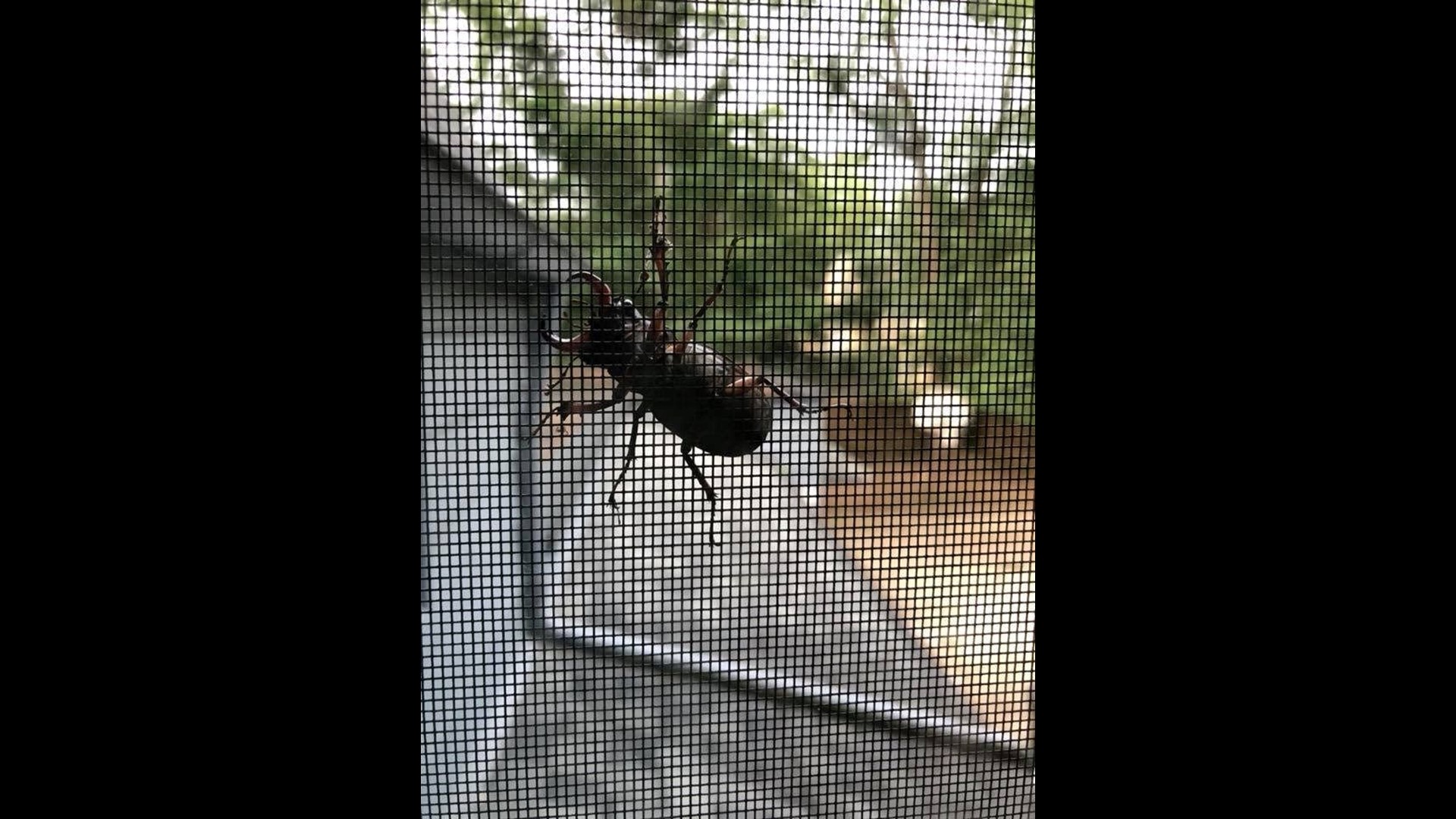 Large flying bugs with pinchers all over Northeast Ohio because it's ...