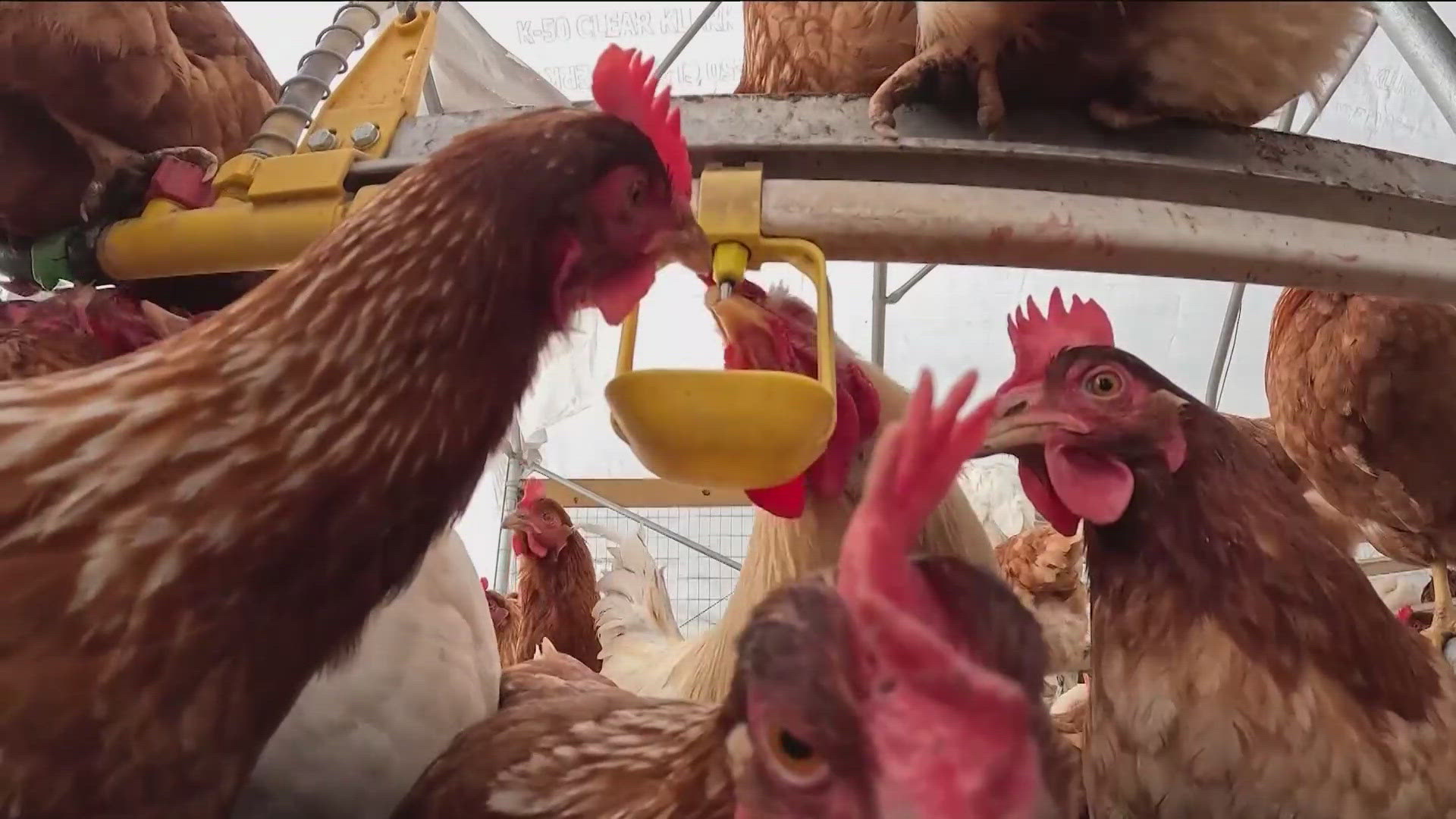 Tiffin-area residents concerned about proposed poultry farms near ...