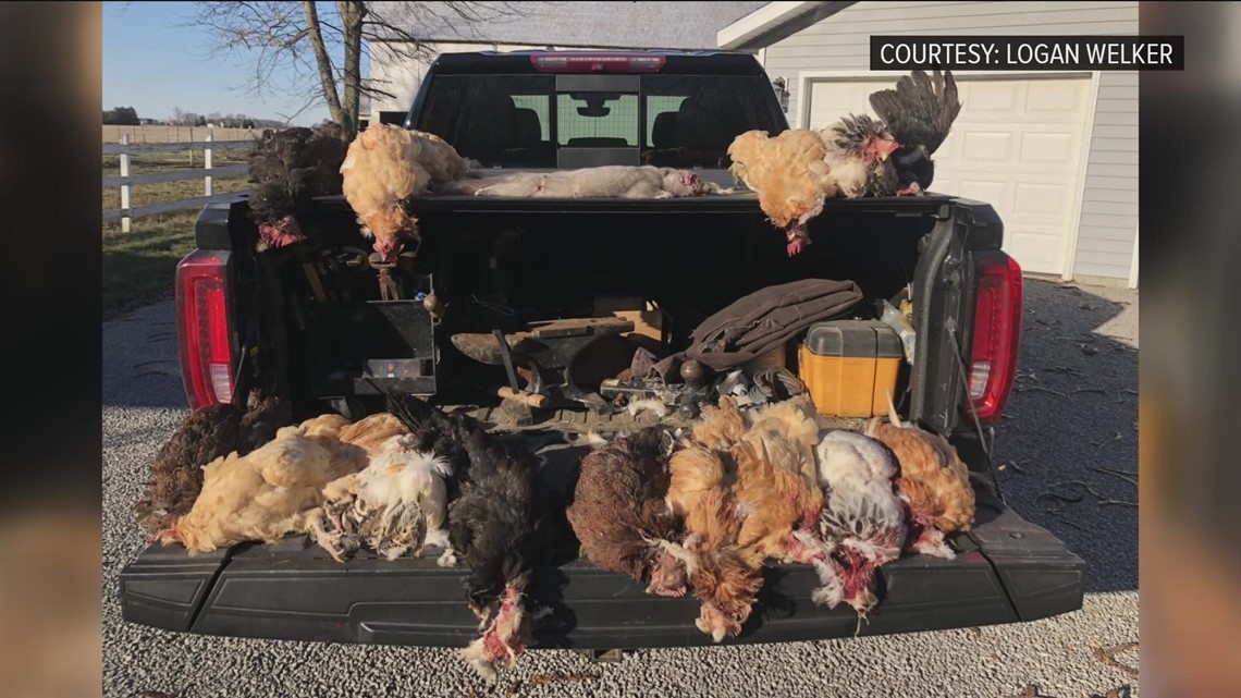 Van Wert resident says mink, one of many released illegally from farm ...