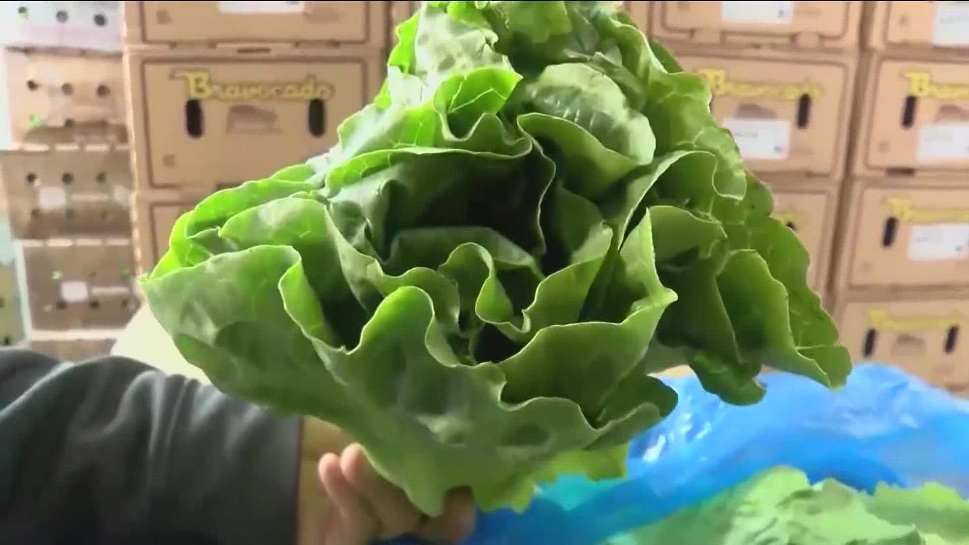 As More E Coli Cases Are Discovered Why Is Romaine Lettuce A Problem