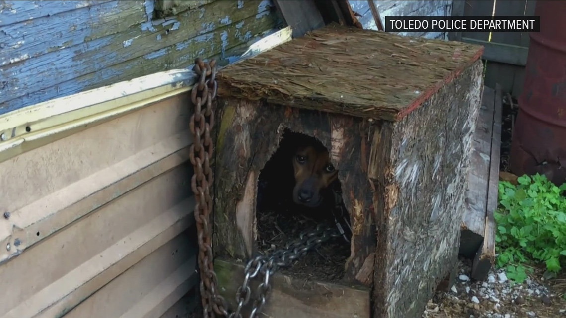 Animal shelter speaks out against dog fighting | wtol.com