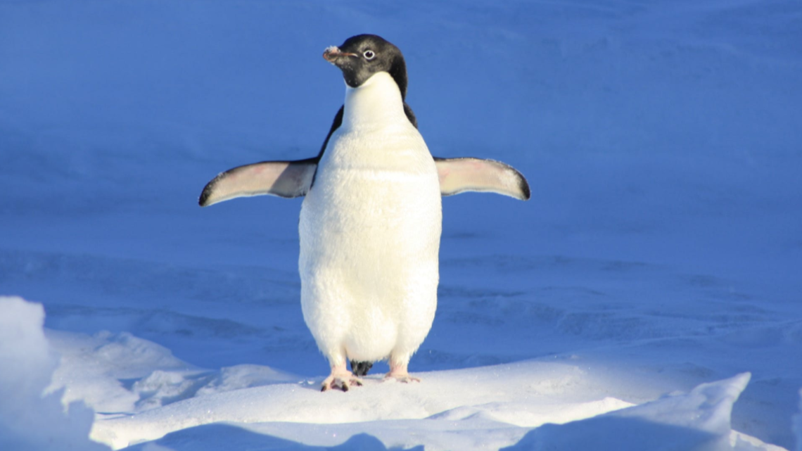 Walking ‘like a penguin’ will keep you safe on icy sidewalks, health ...